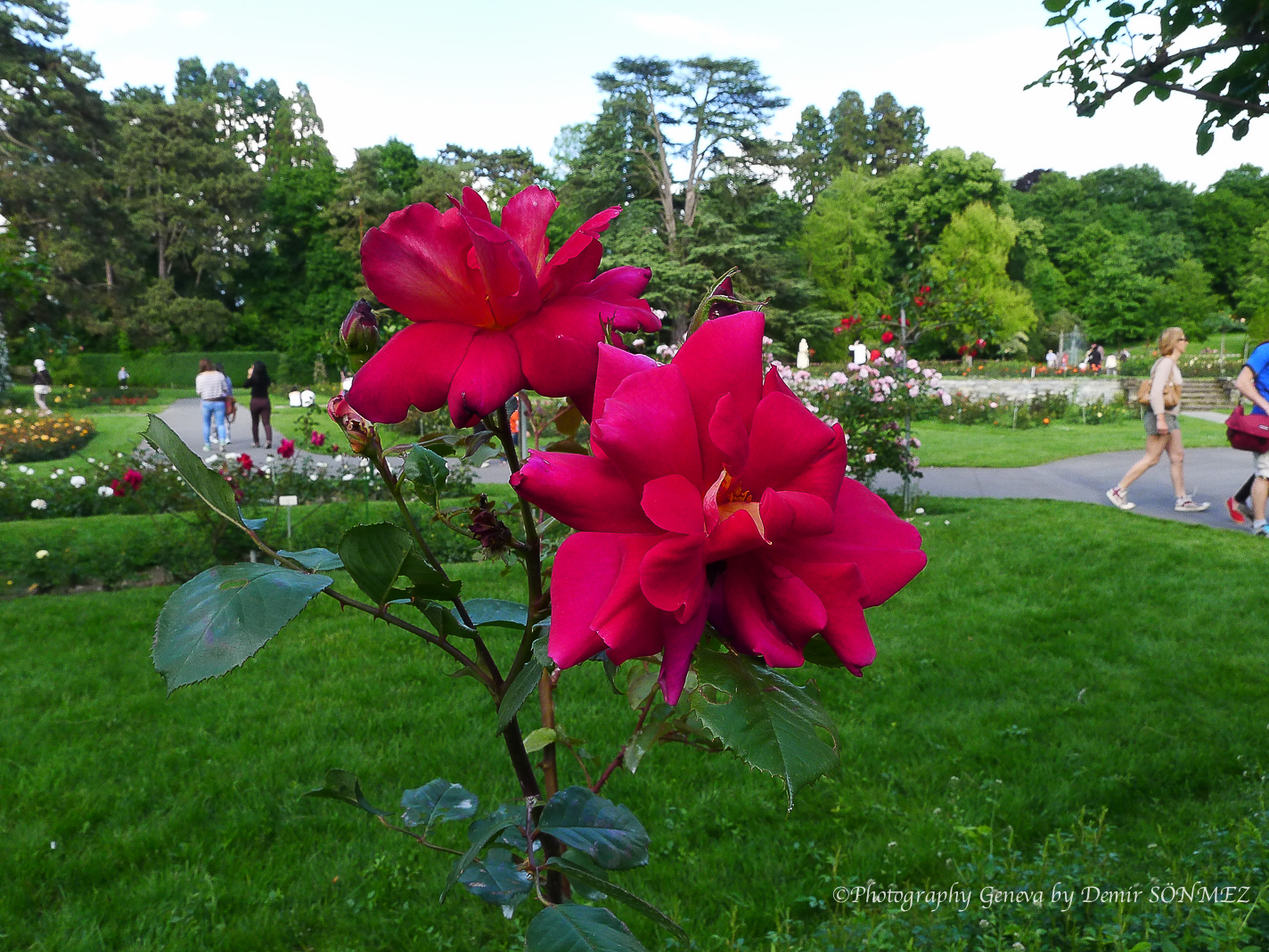 Les roses de parc grange à Genève-1210418 |Photography Geneva